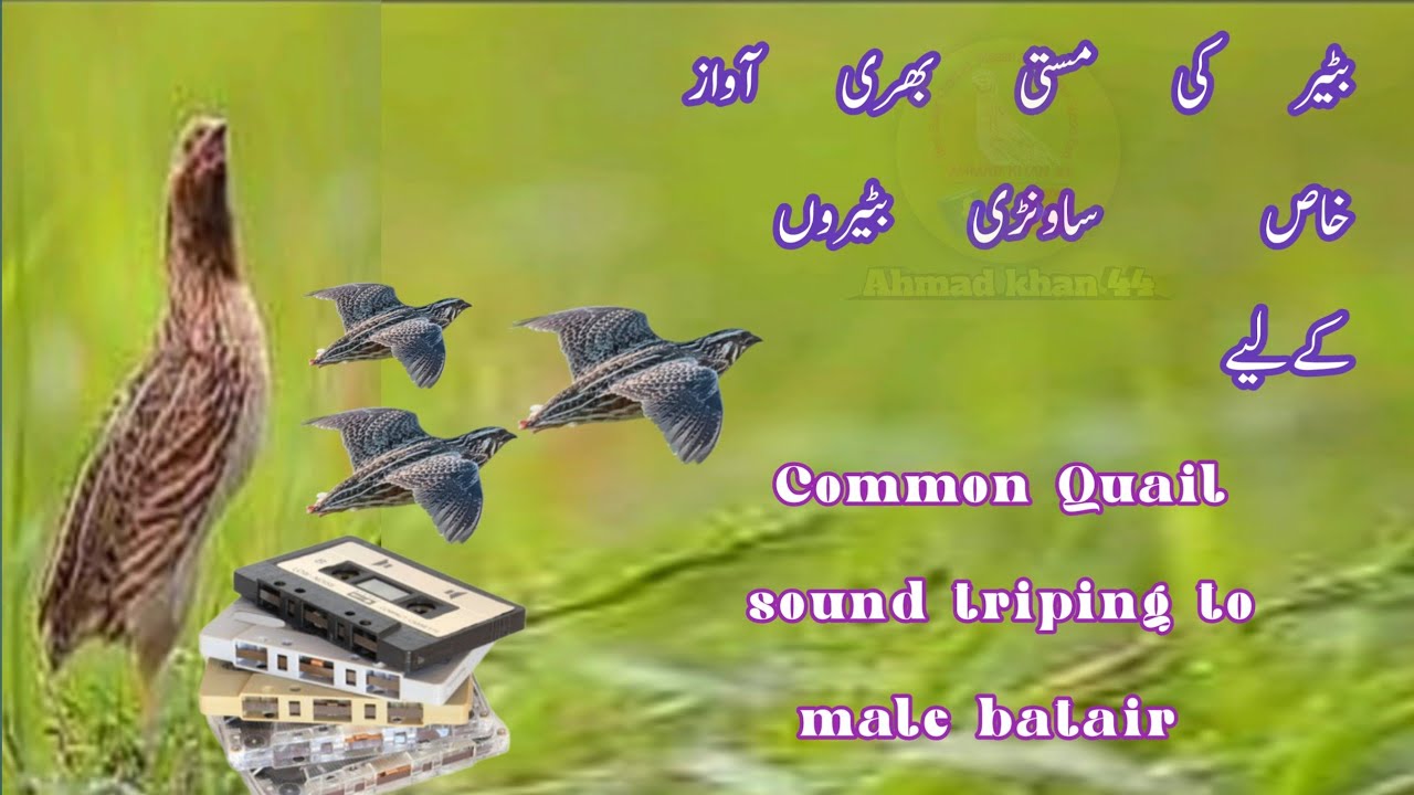 Bater ki awaaz,batair ki awaz,chinga batair ki awaz,quail sound,birds ...