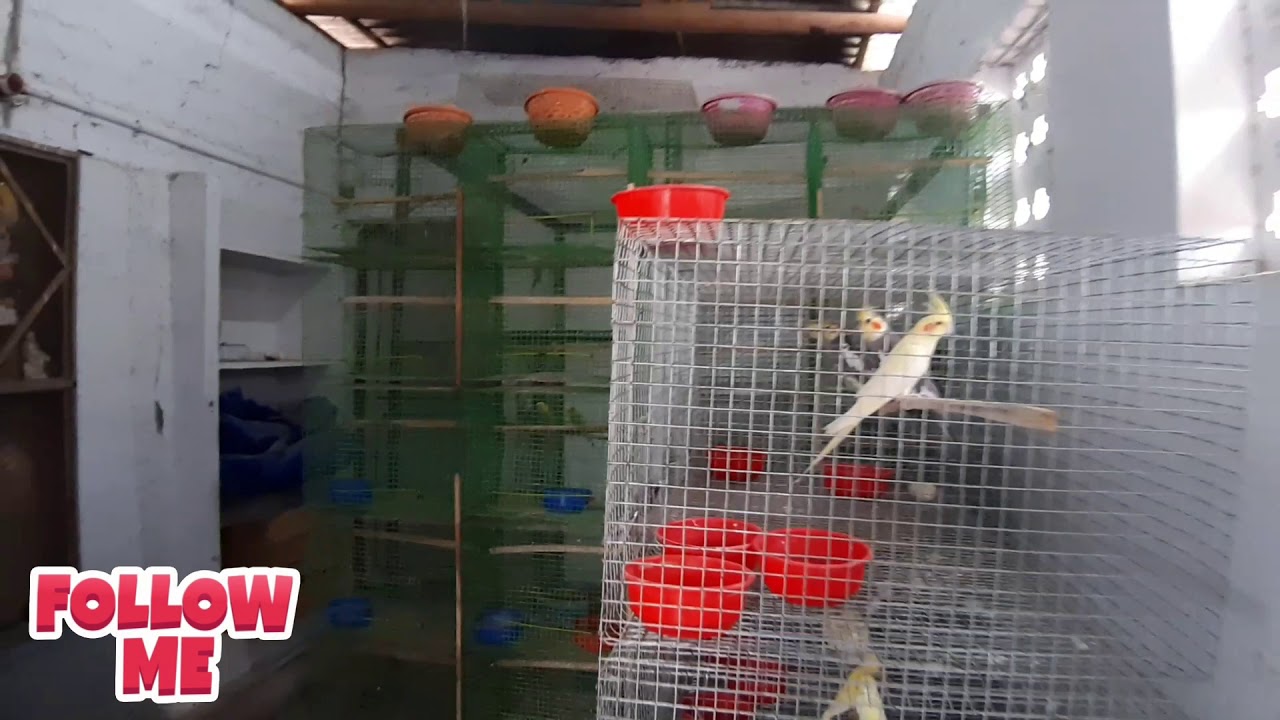 Love bird breeding | Lovebrid cage setup | cocktail breeding | lovebird ...