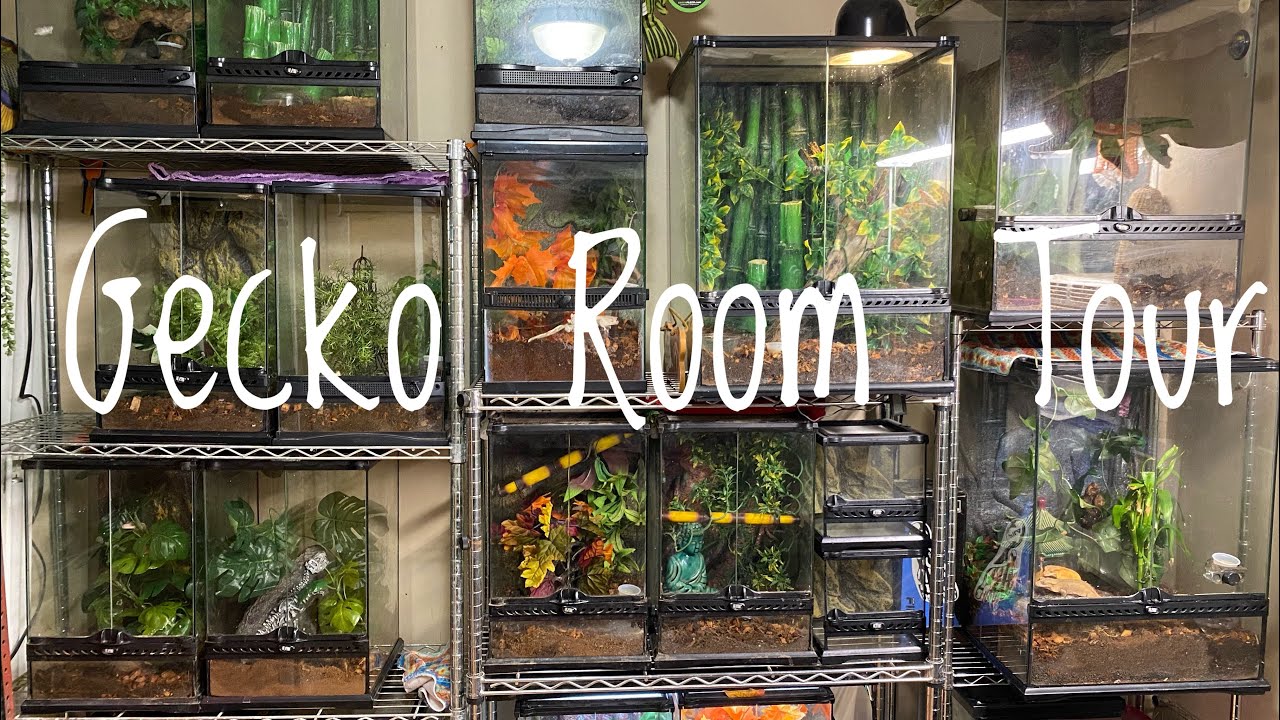 Gecko Room Tour - September 2020 - YouTube