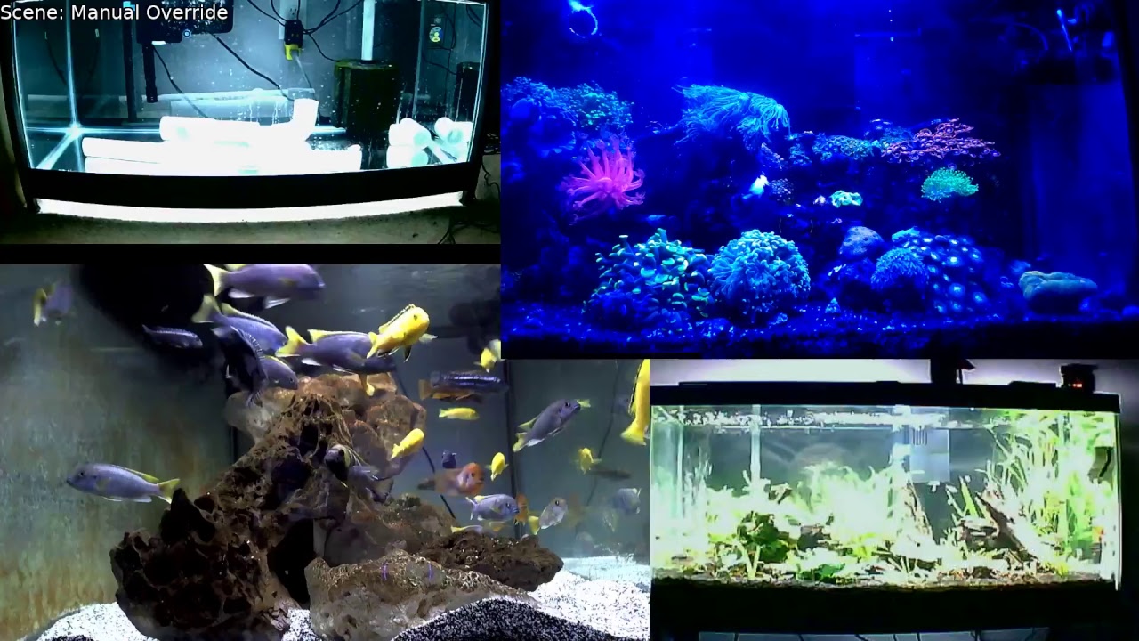 120G Mbuna Cichlid Tank and 40B Double Stack Planted Tank / Golden ...