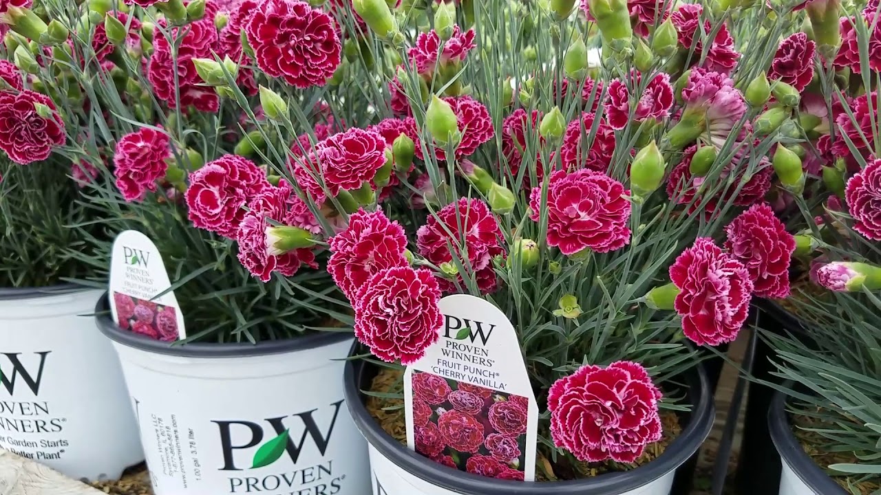 Best Perennials - Dianthus Fruit Punch® 'Cherry Vanilla' (Garden Pink ...