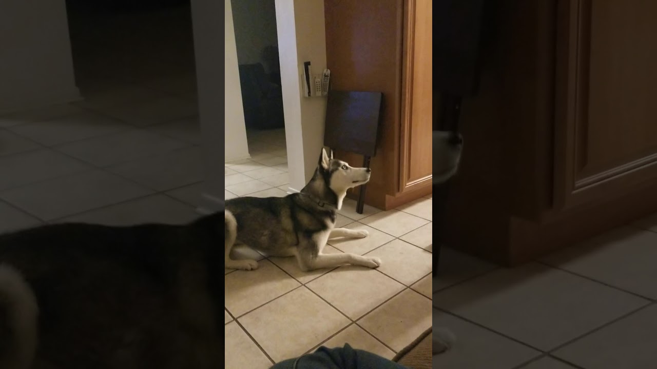 Husky tricks pt 2 - YouTube