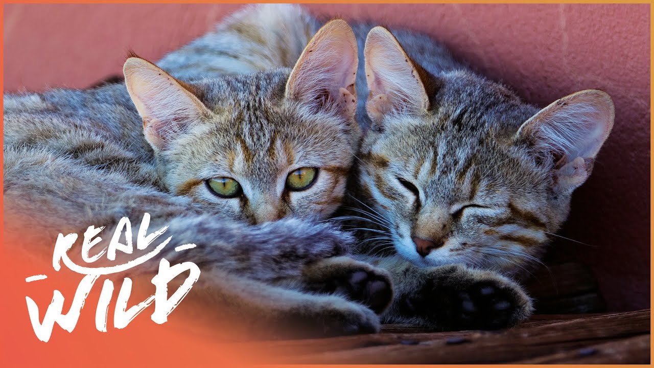 African Wildcat Mother Protects Her Kittens | Nature's Babies - YouTube