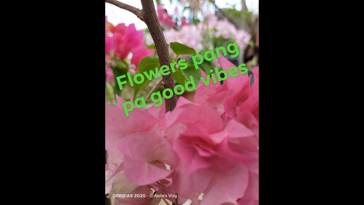 Bougie Flower /Pang pa good vibes - YouTube