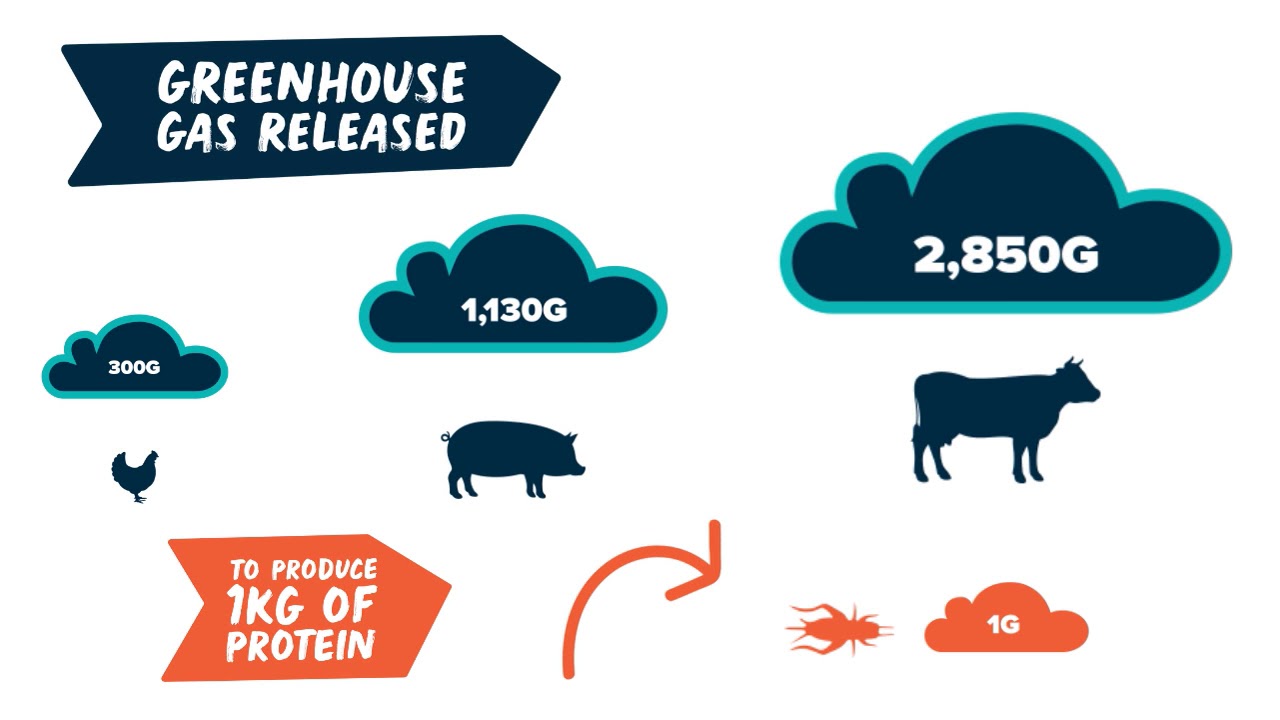 Eat Grub - who we are and why eat insects - YouTube