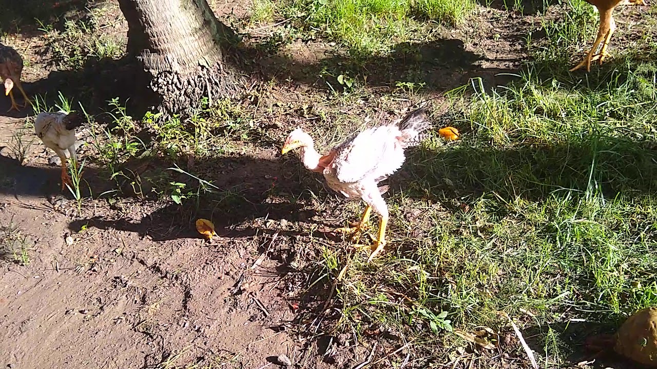 Pé de coco saindo fumaça - YouTube