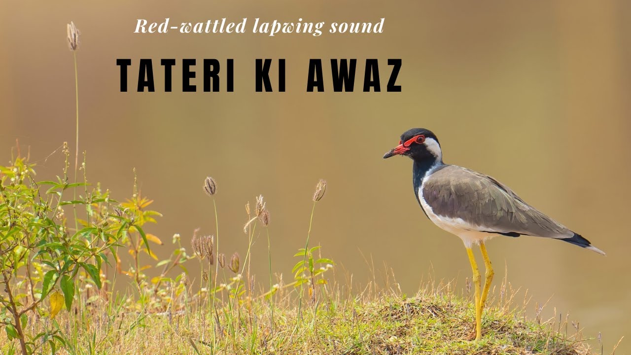 Tateri ki Awaaz / tatiri ki awaaz / Bird Sound Red-wattled Lapwing ...