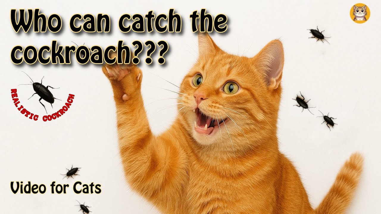 Cockroach challenge for cats‼️. Cockroaches walking on screen-Video for cats_Cat games - YouTube