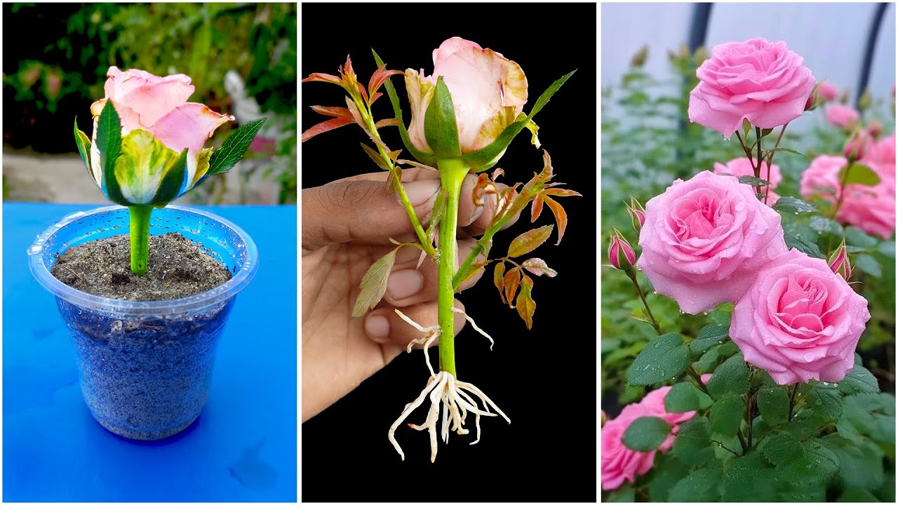 How to grow rose tree from rose tree bud || Buds growing method - YouTube