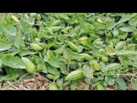 potol chas poddhoti পটলের চারা বাংলাদেশের সব ডেলিভারি দেওয়া হয় পটল ...