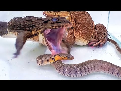 Oh my god! Adult Bullfrog Eats Big Snake! Mr Frog Live Feeding - YouTube