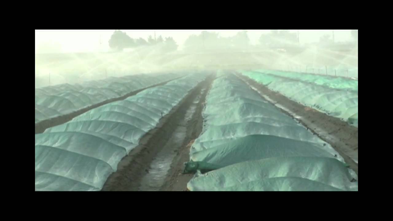 Epic Roots: Growing Mâche - YouTube