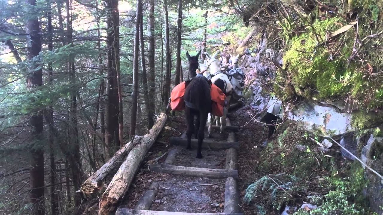The LeConte Lodge Llamas, Trillium Gap Trail, GSMNP, 10/17/2015 - YouTube