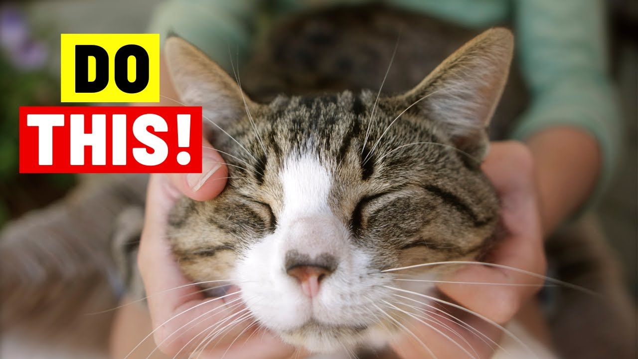 Instantly BOOST Your Cat's HAPPINESS: 10 Things You Should Do More ...