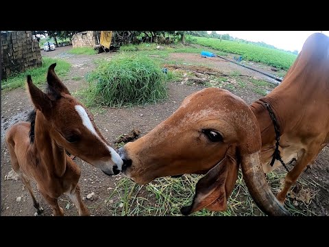 Kya Jatayu or Gopli ki dosti ho payegi..?? - YouTube