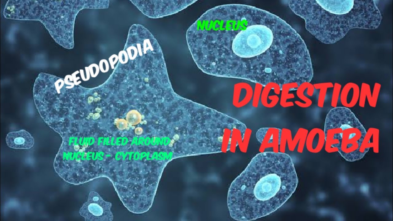 Digestion in Amoeba - YouTube