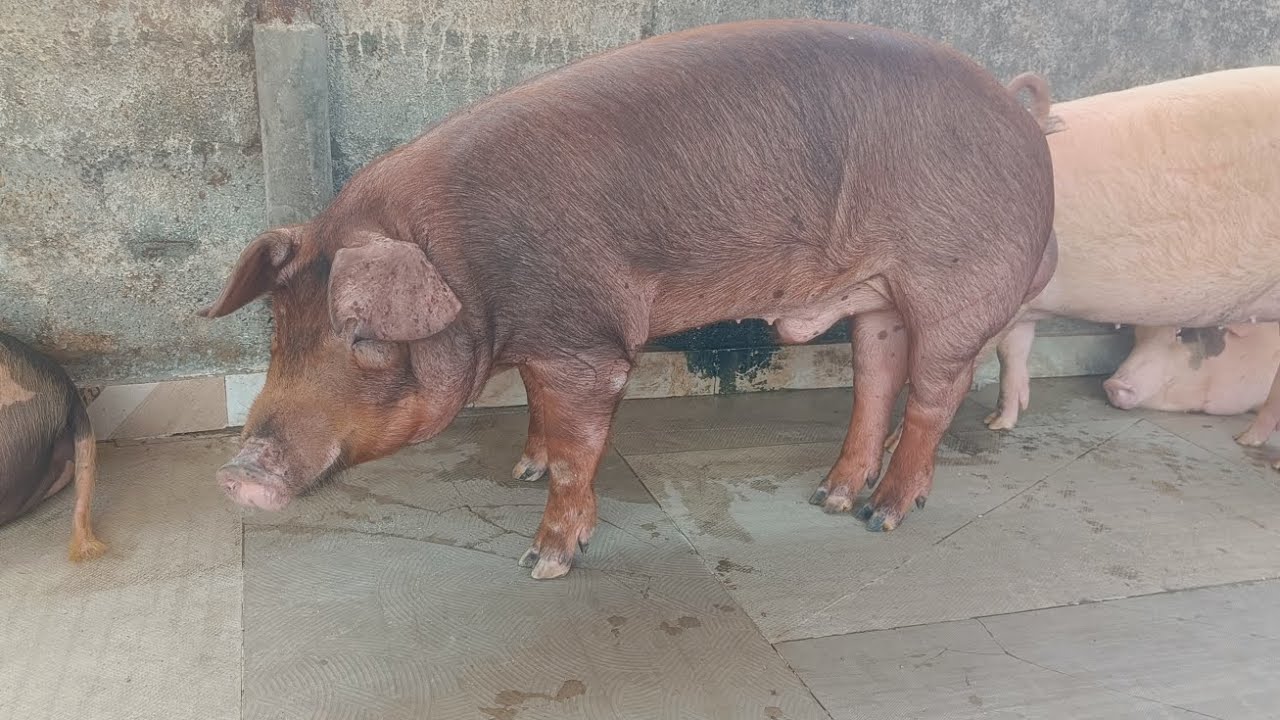 Duroc pig Breeding Male sales 9787558087 - YouTube