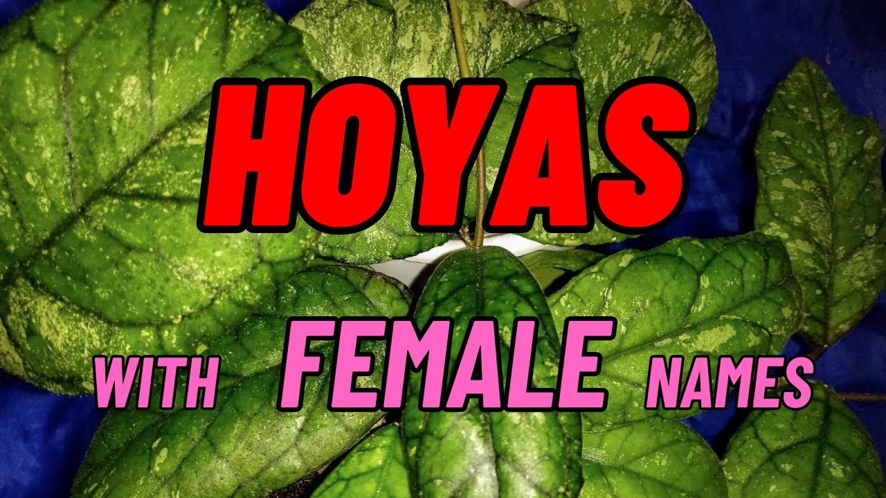 💙💛Hoyas who were given female names. Perhaps you have a namesake in the hoyas world. - YouTube