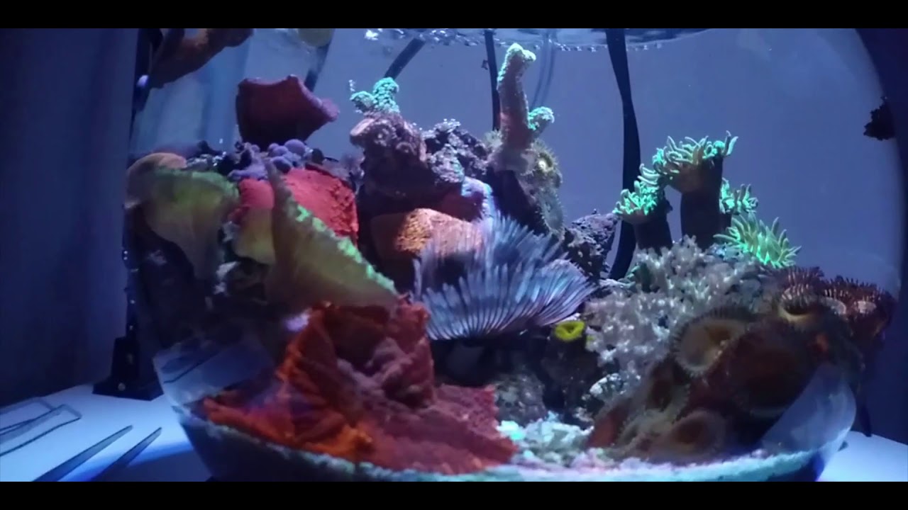 3 GAL VASE REEF! Update video! - YouTube