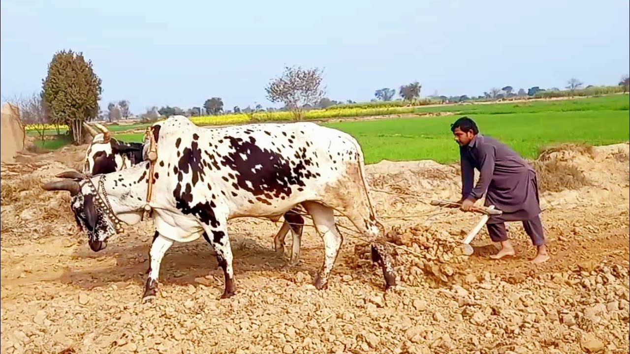 Field leveling with bulls | Desi and old method of leveling the field ...
