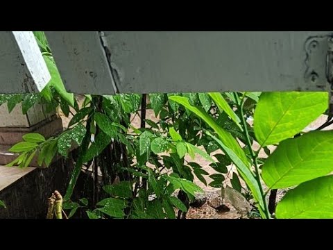 HUJAN DERAS GUYS.. MAU PERGI JUMATAN.. - YouTube