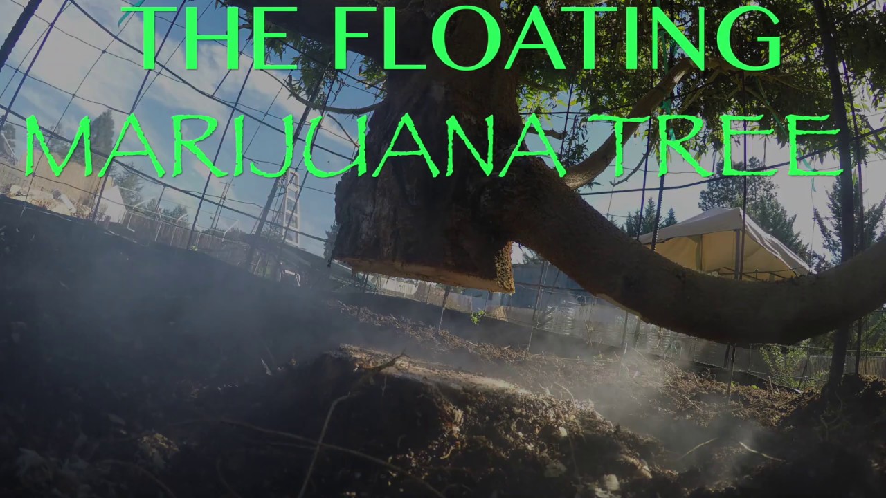 Marijuana Magic: The Floating Ganja Tree - YouTube
