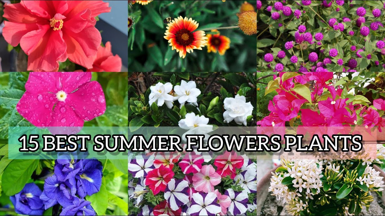 15 flowering plants of summer easily in the month of April to May ...