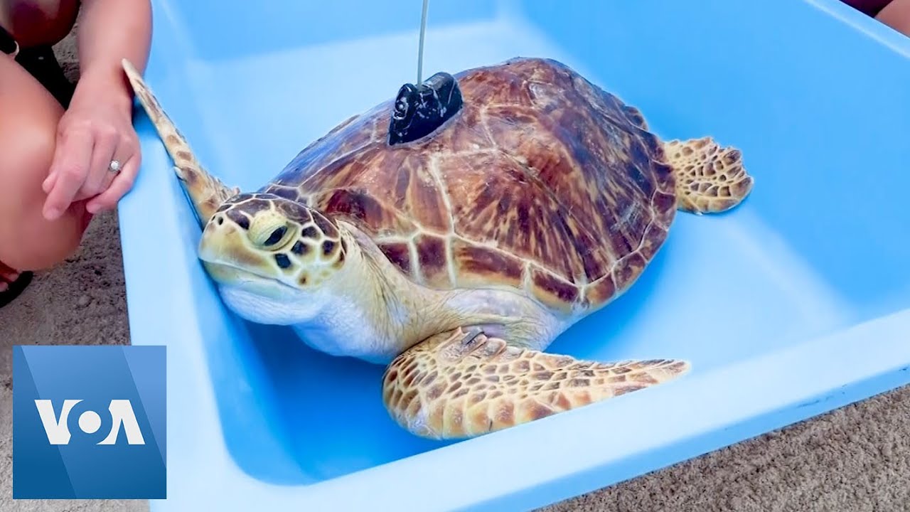 Rare Turtle Released With Tracker at Florida Keys - YouTube