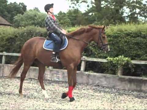 New horse Danny being ridden - YouTube