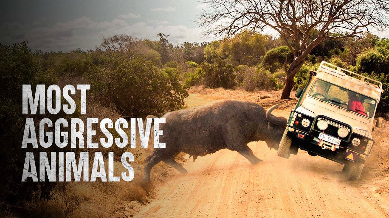 How to Survive the Most Aggressive Animals - YouTube