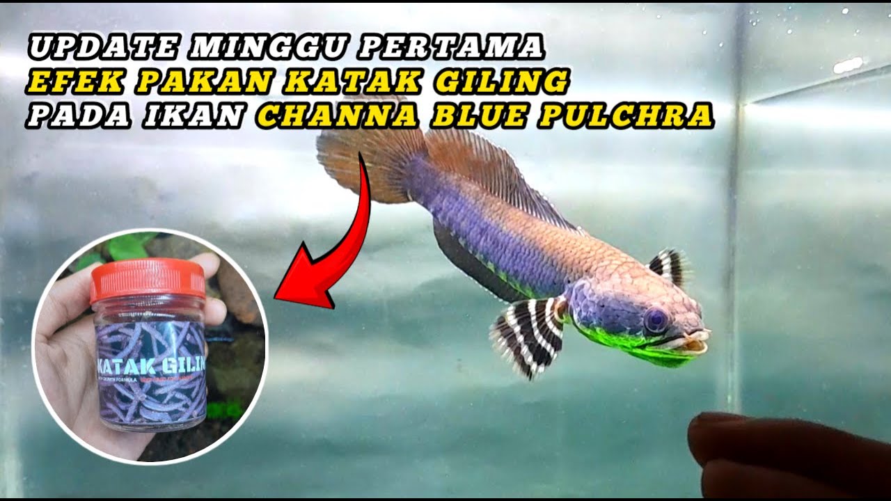 IKAN CHANNA BLUE PULCHRA SETELAH 1 MINGGU TREATMENT MENGGUNAKAN PAKAN ...