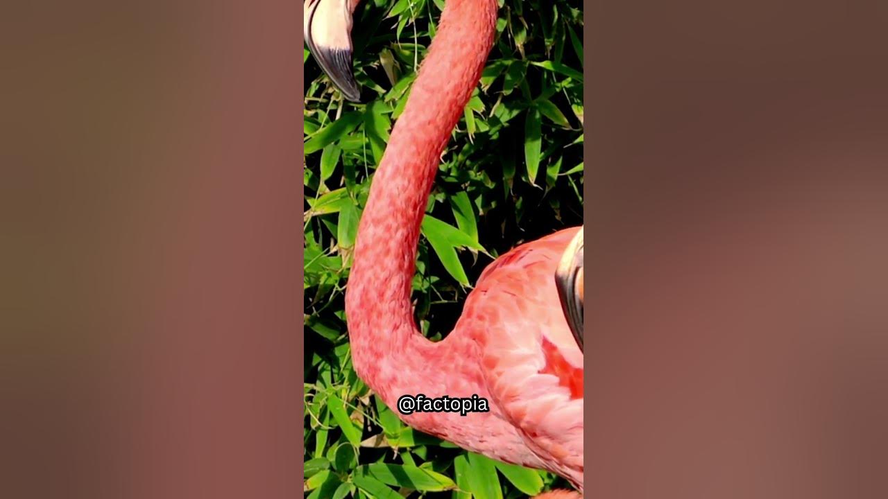 Interesting Facts About Wild Life PART 29 wildlife wild interesting-facts-about-wild-life-part-29-wildlife-wild