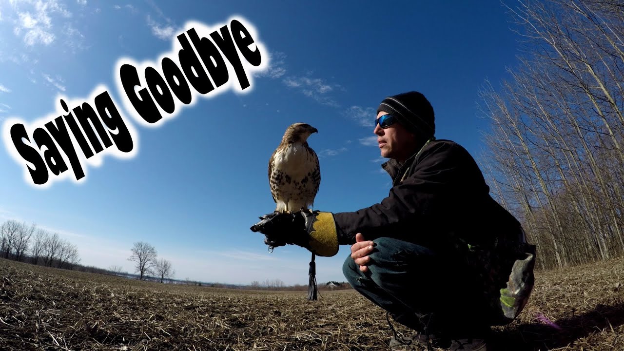 Falconry releasing my red tailed hawk - ACR Outdoors - YouTube