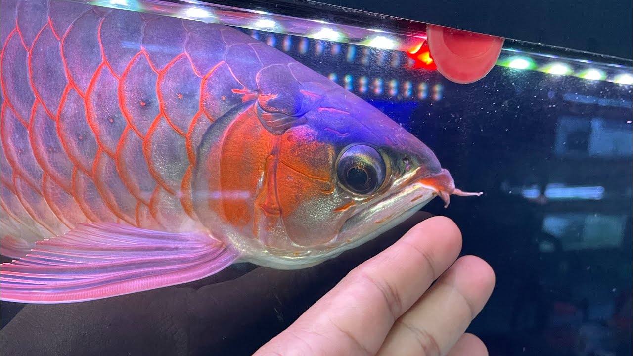 Budak oren dah besar dah tinggal kan #azhardamia Asian arowana fish Dlm ...