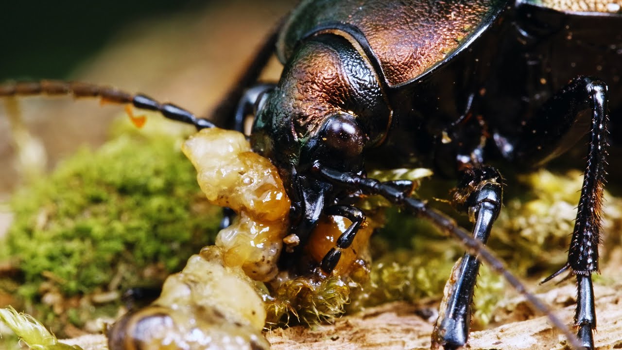 Ground Beetle Eating a Slug - YouTube