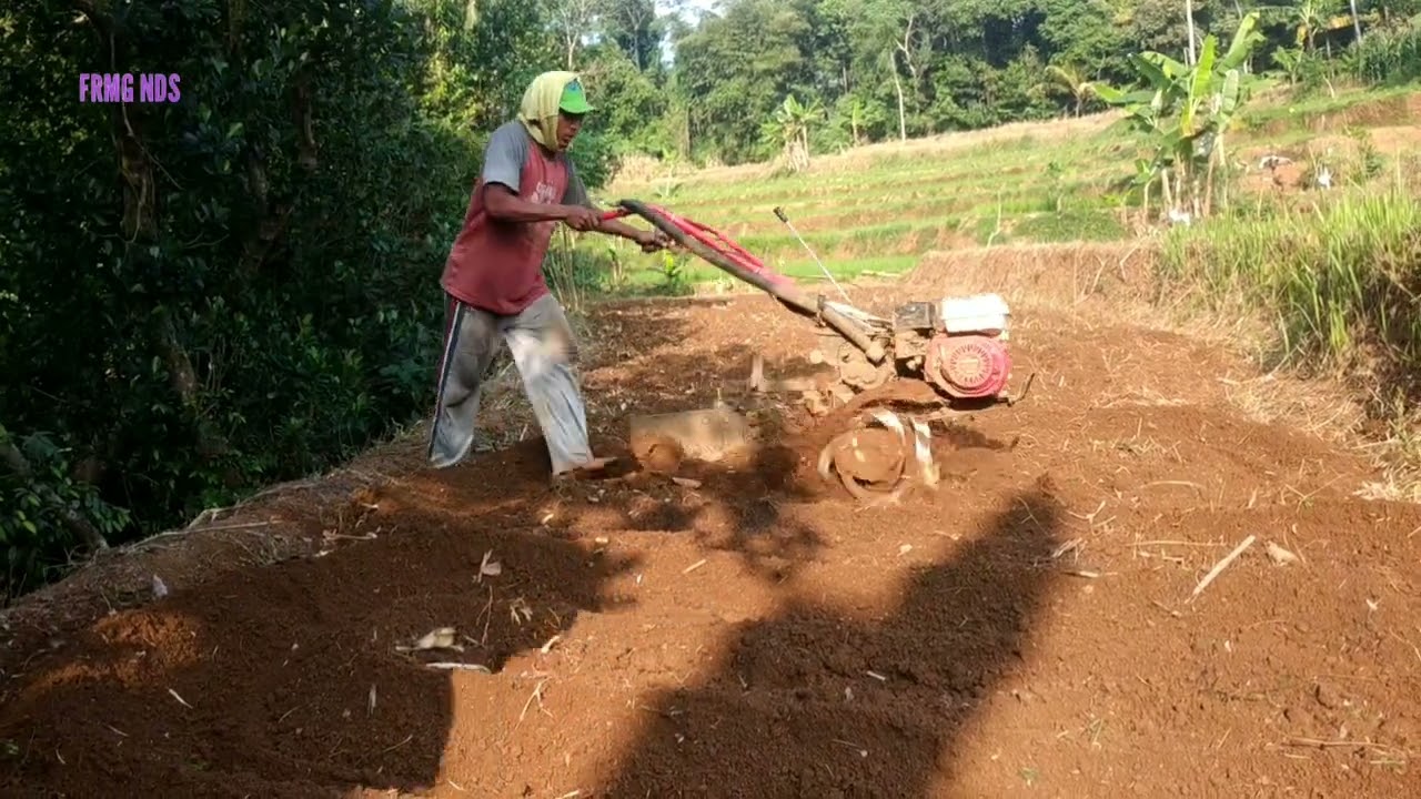 petani harus tau !!! ternyata begini cara membuat bedengan untuk tanam ...