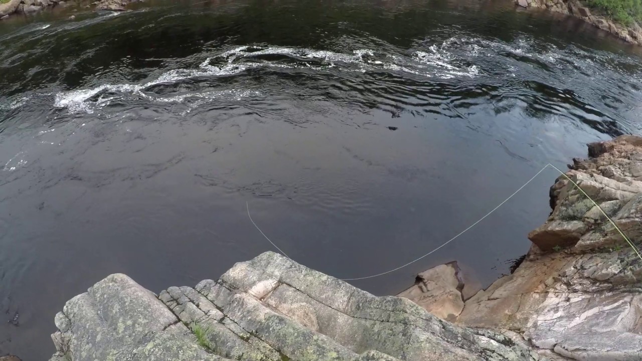 Pinware River - Salmon on the Hitch - YouTube