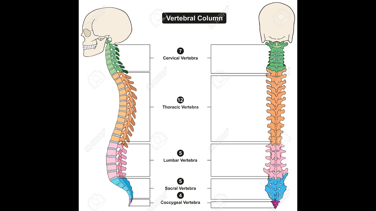 Teorico de Anatomia - posicion erecta - YouTube