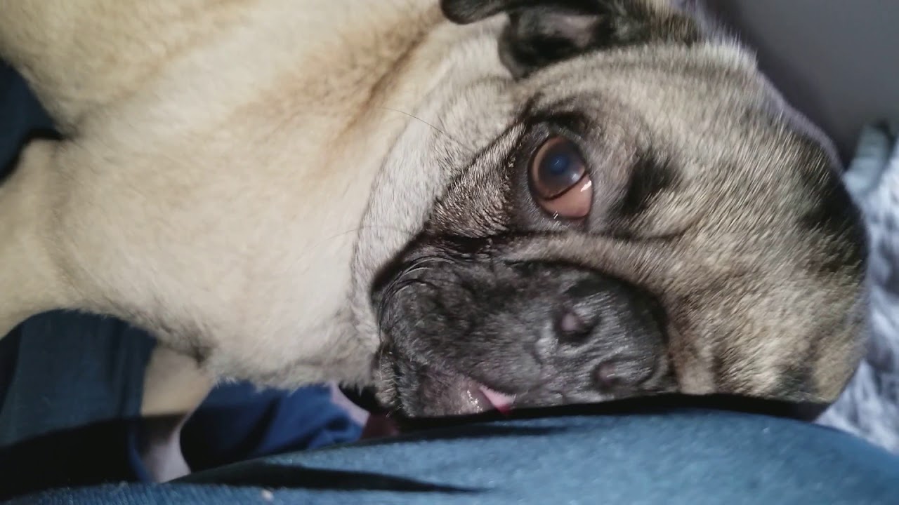 Pug humping - YouTube