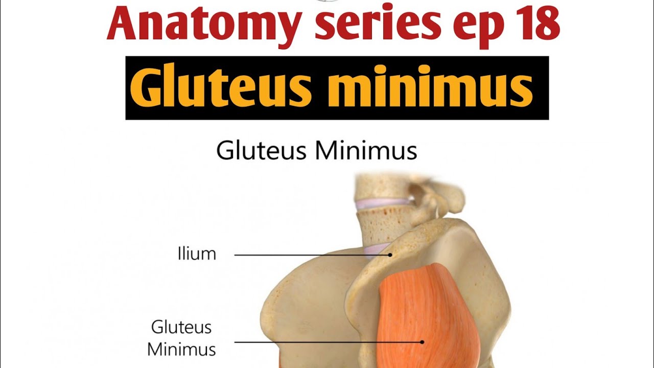 Gluteus minimus origin, insertion, nerve supply and action || anatomy ...