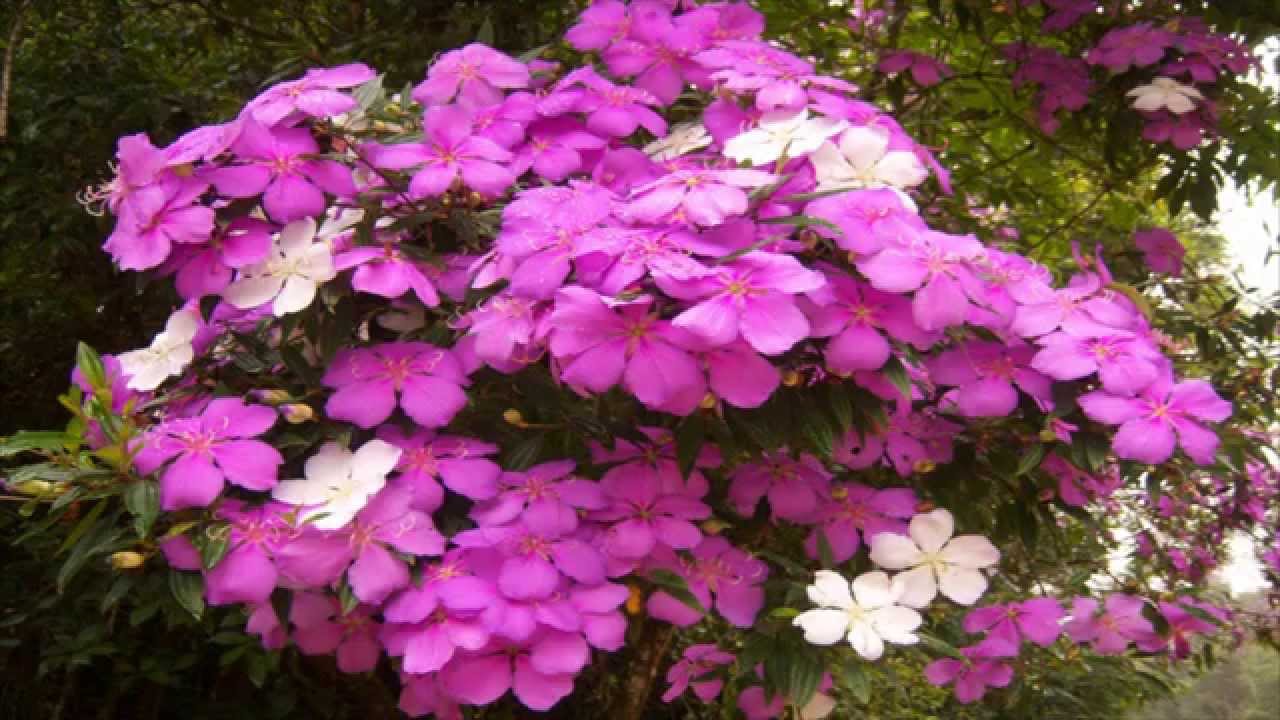 Manacá-da-Serra (Tibouchina mutabilis) - YouTube