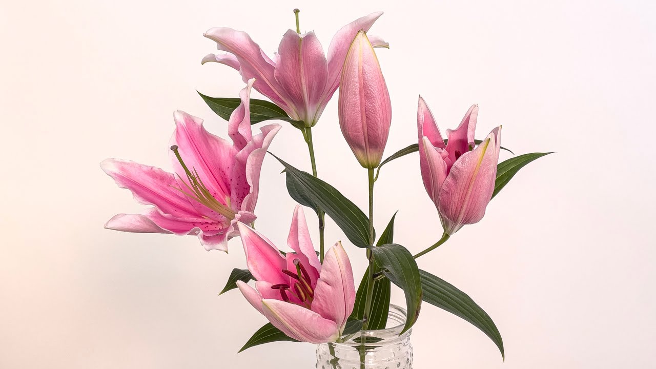 Oriental Lily Care and Handling - YouTube