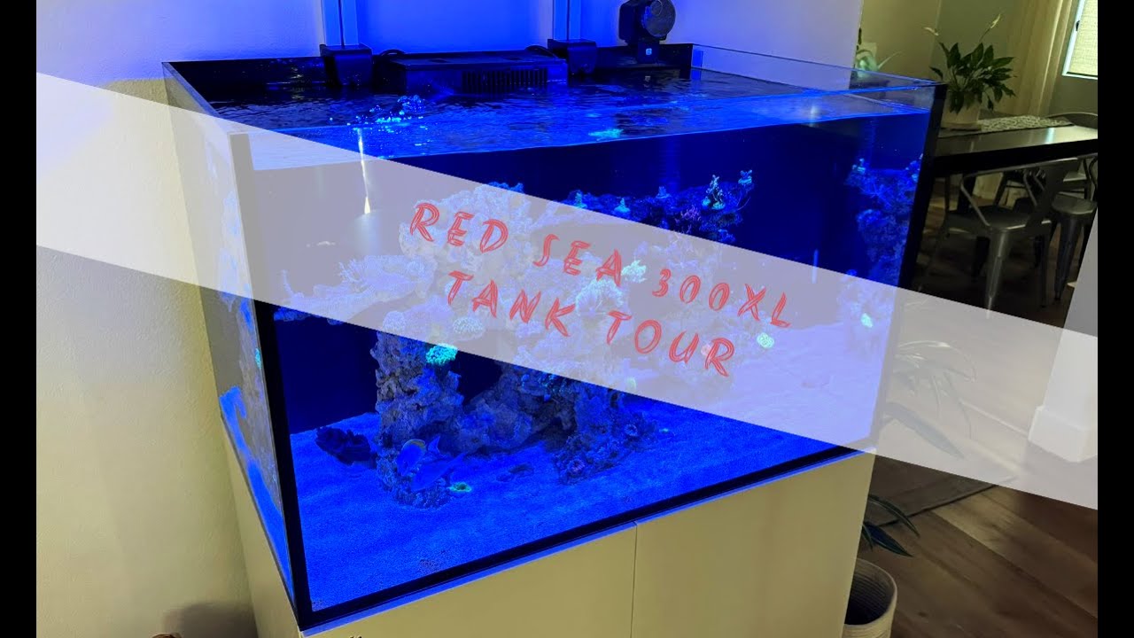 Red Sea 300Xl Tank Tour! - YouTube