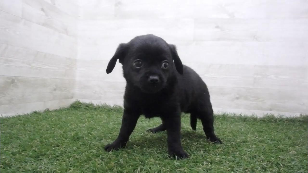 ペットショップcoo&riku No.00703966 MIX（ハーフ） - YouTube