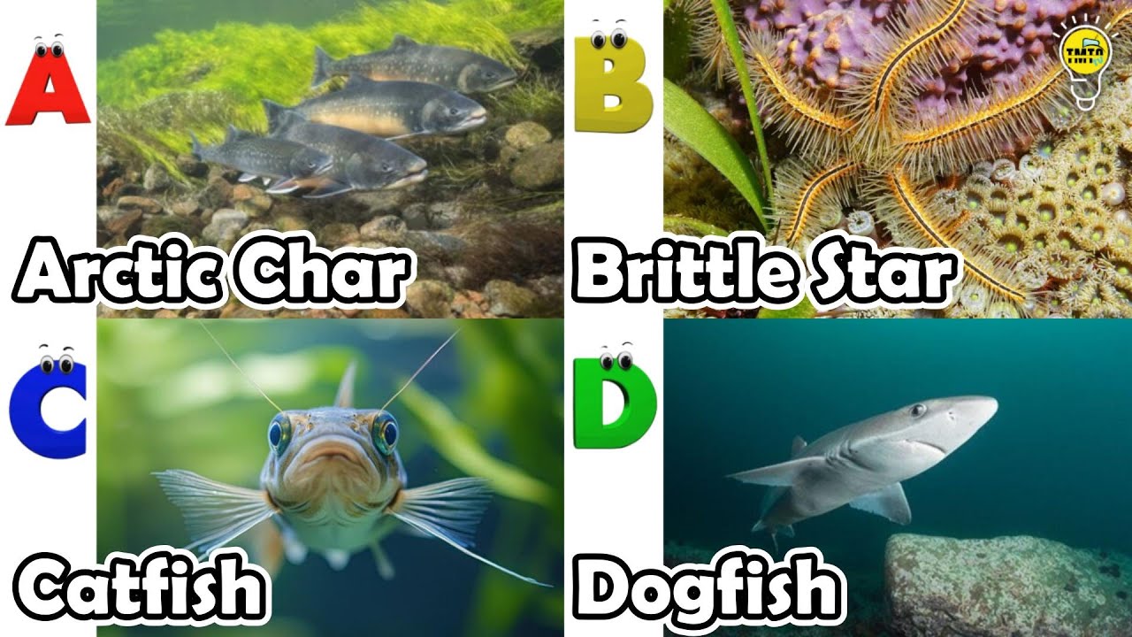 Cute ocean animals | ABC phonics animals | ABC Sea Animals song ...