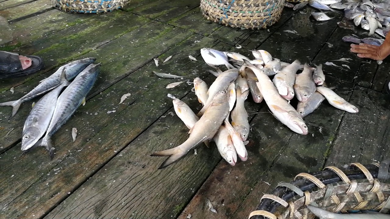 Bagan Pasir Fish Jetty, Tanjung Karang - YouTube