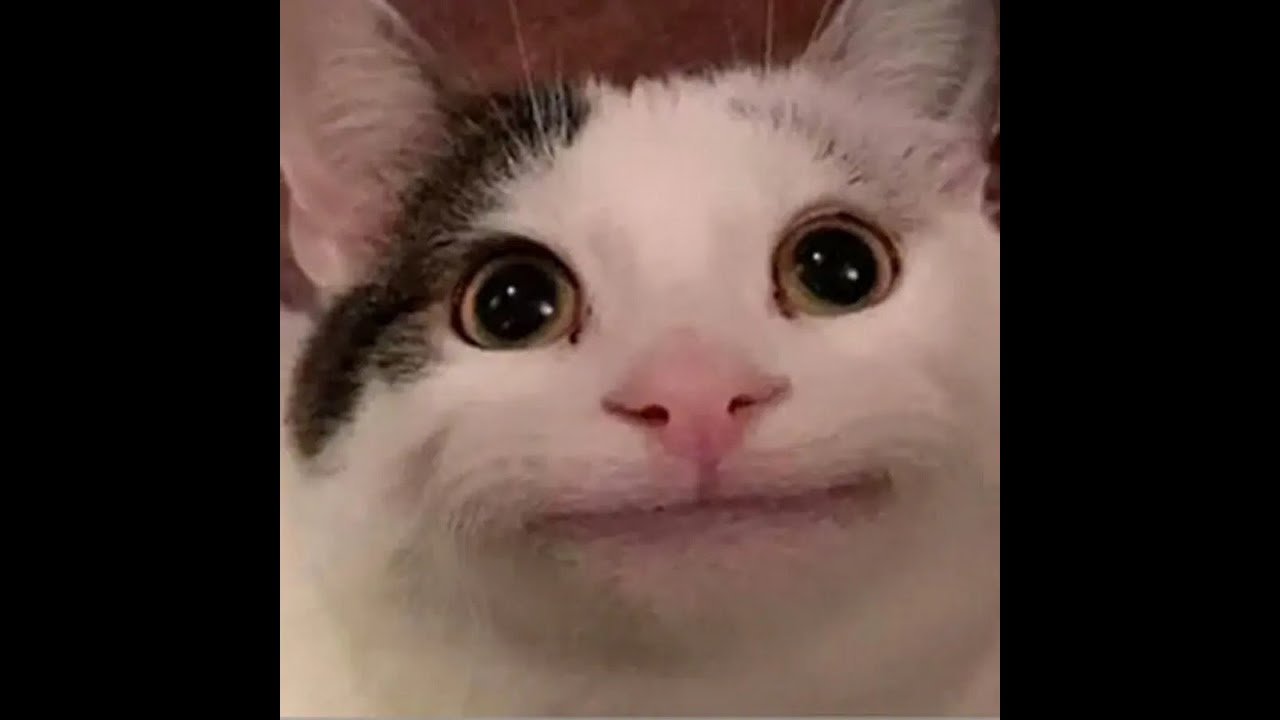 begula MEME - YouTube