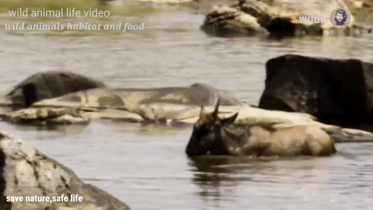 wild animal life video | wild animal habitat and food| crocodile and ...