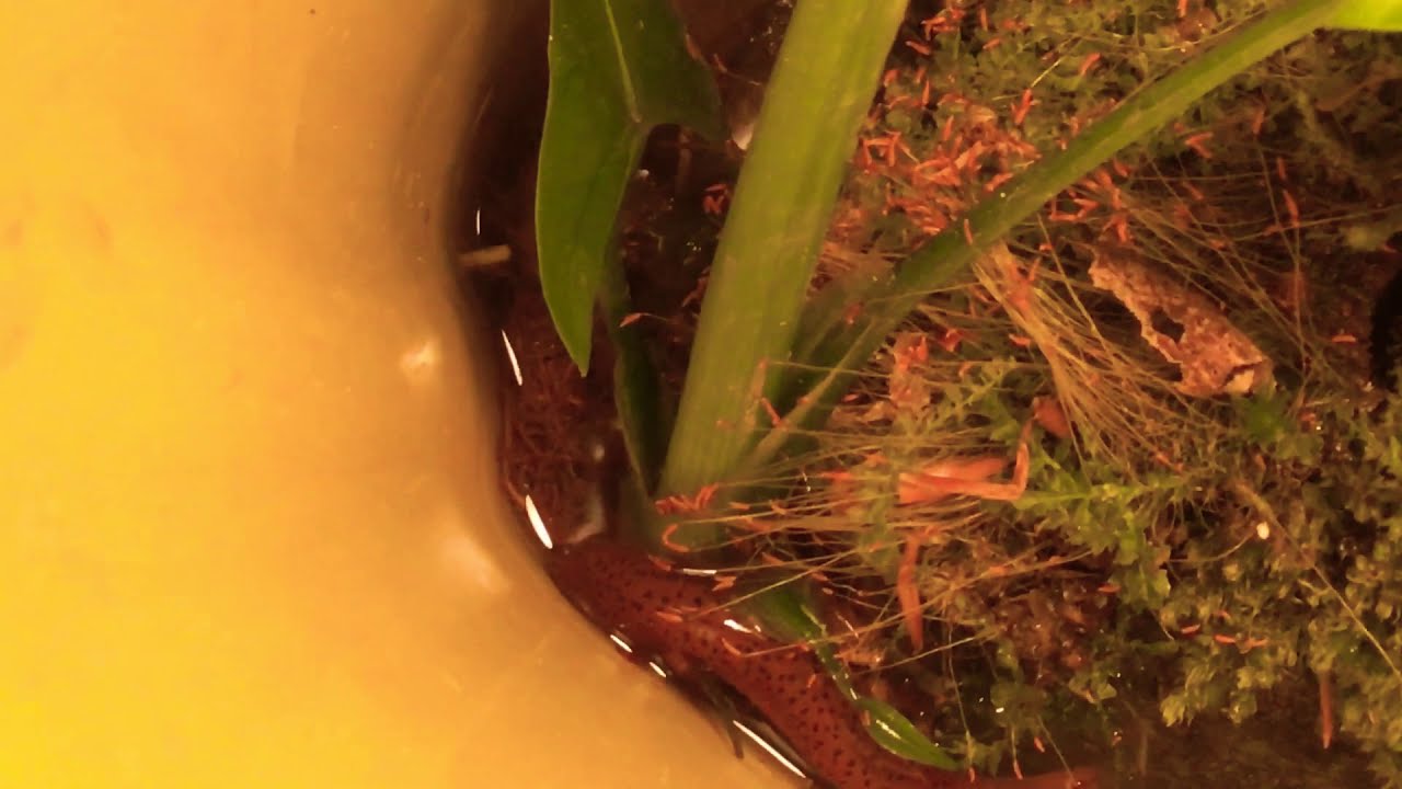 Blue Ridge Spring Salamander - YouTube