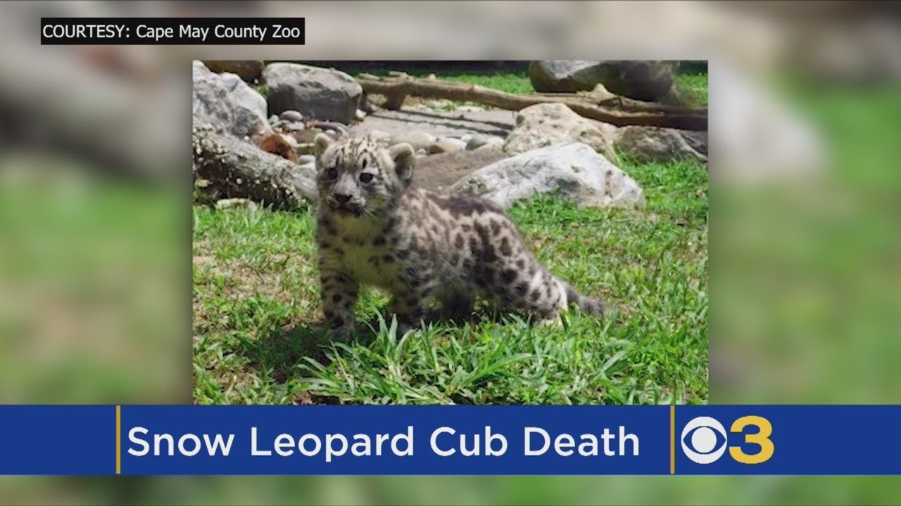Snow Leopard Cub Born At Zoo Earlier This Year Dies - YouTube